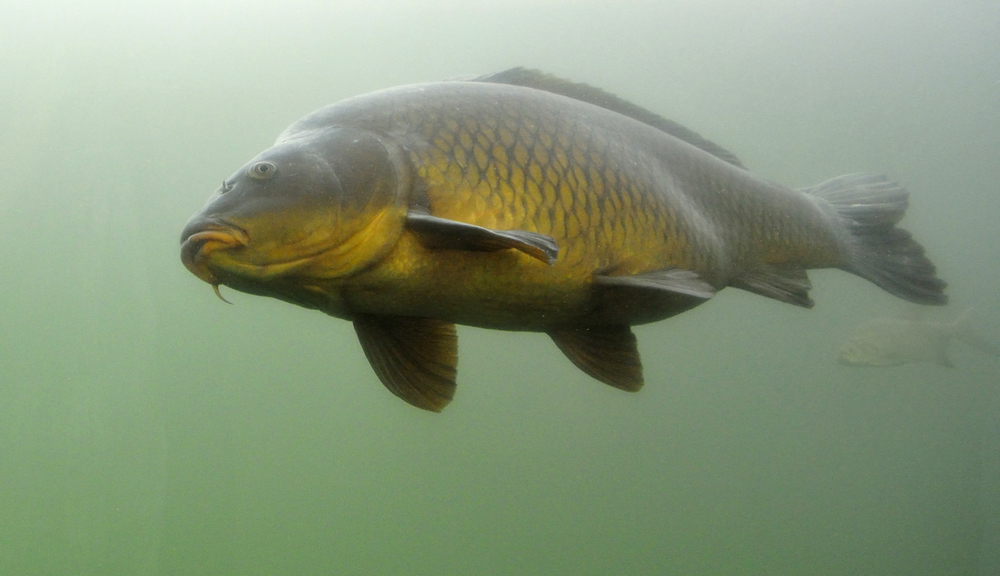 Carp in Vancouver Lake & Columbia River – Friends of Vancouver Lake
